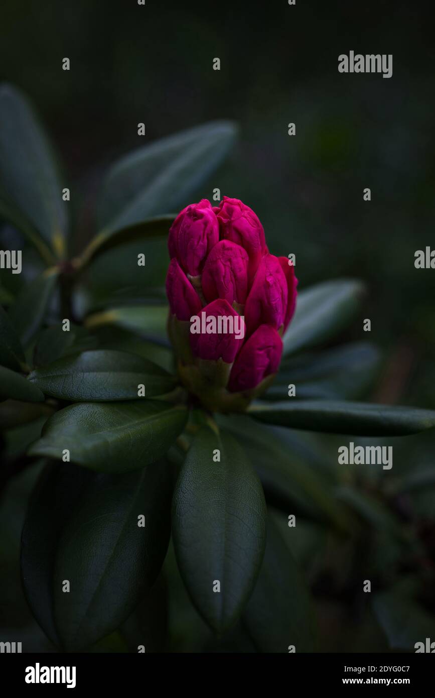 Pink rhododendron bud close up, stylized Stock Photo - Alamy