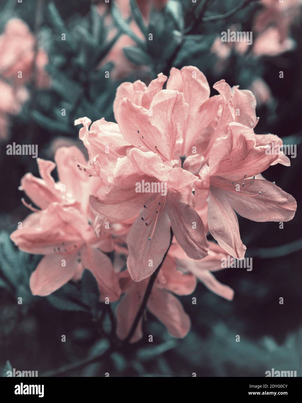 Stylized pink rhododendrons on a branch close up Stock Photo - Alamy