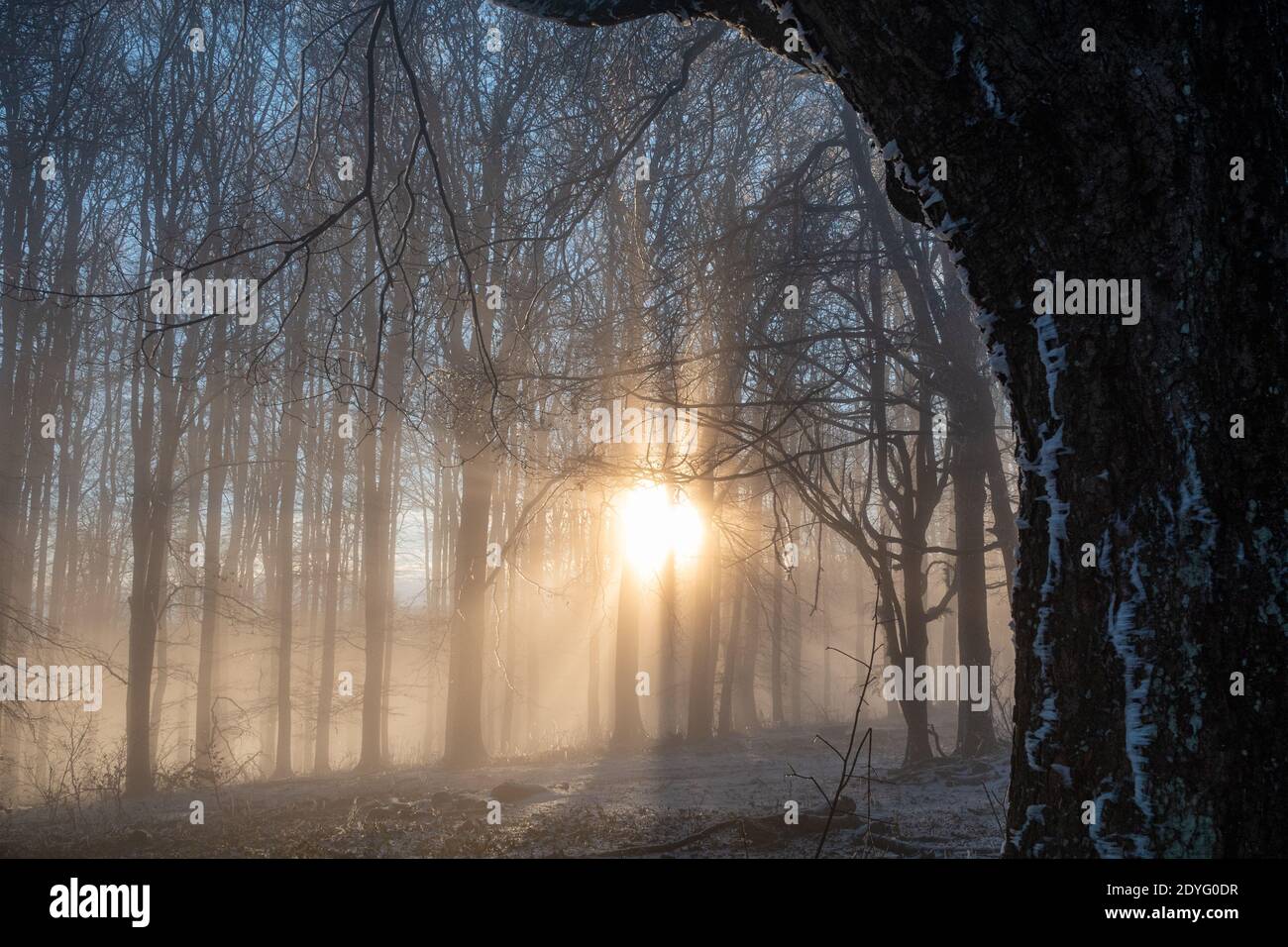 An image of a beautiful tree in the fog Stock Photo - Alamy