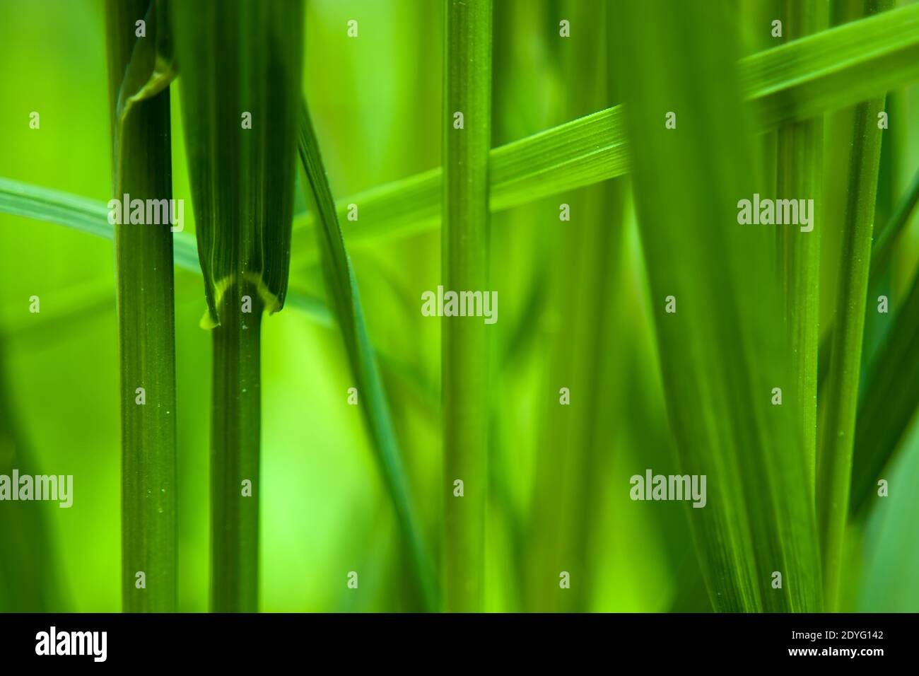 Close up of green blades of grass, green background Stock Photo - Alamy