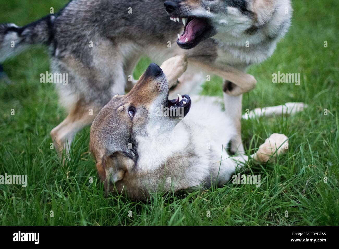 Two dogs of the Czechoslovakian wolfdog breed fight outdoors, outdoors ...