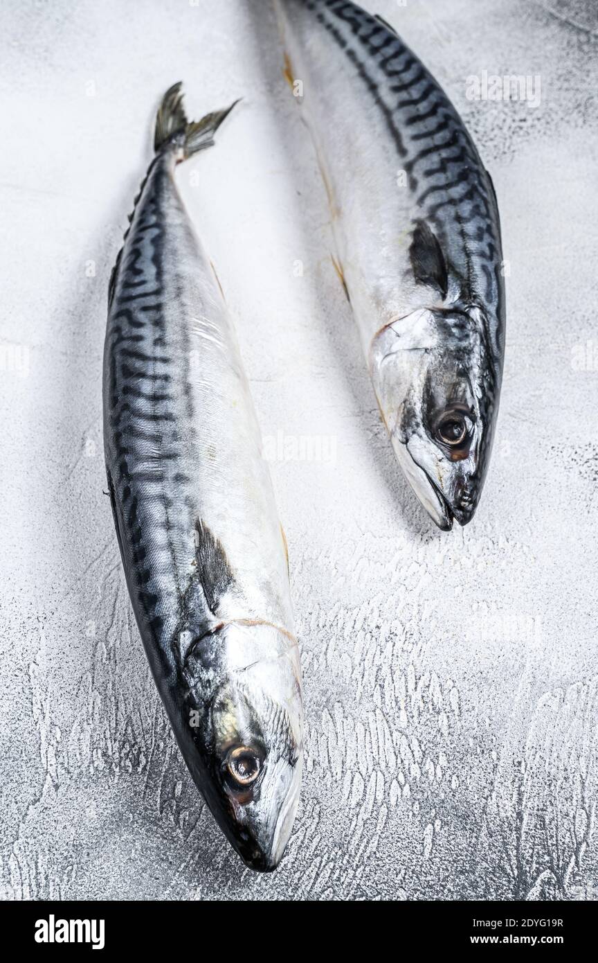 Raw fish Mackerel on a kitchen table. White background. Top view Stock ...