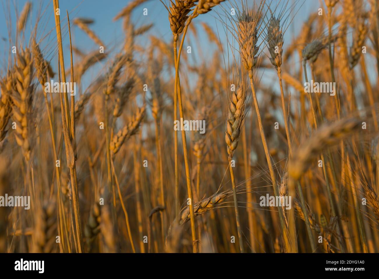 Triticale grain beautifully lit by the sun Stock Photo - Alamy