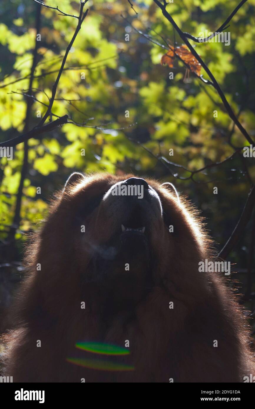 Portrait of a big red-haired, shaggy dog of the Chow breed in the rays ...
