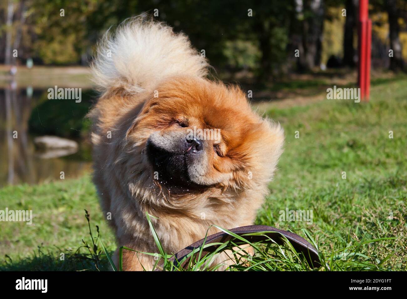 A large red-haired, shaggy dog of the Chow Chow breed crawls out of the ...