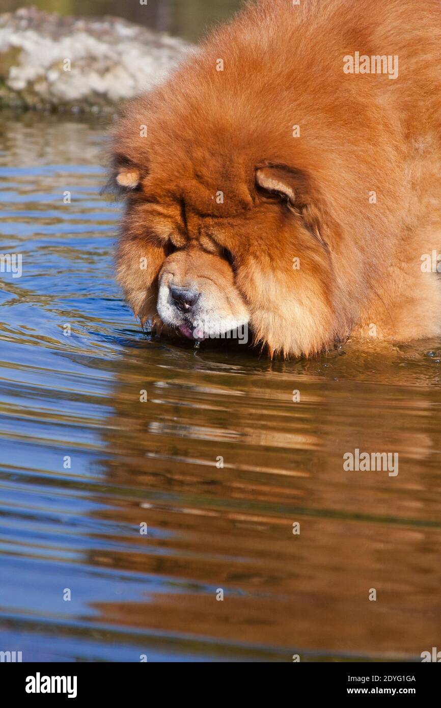 A large red-haired, shaggy dog of the Chow Chow breed, wet its face in ...