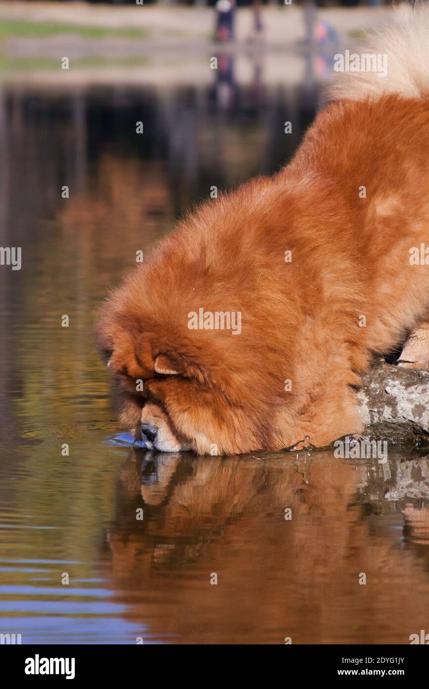 A large red-haired, shaggy dog of the Chow Chow breed, wet its face in ...