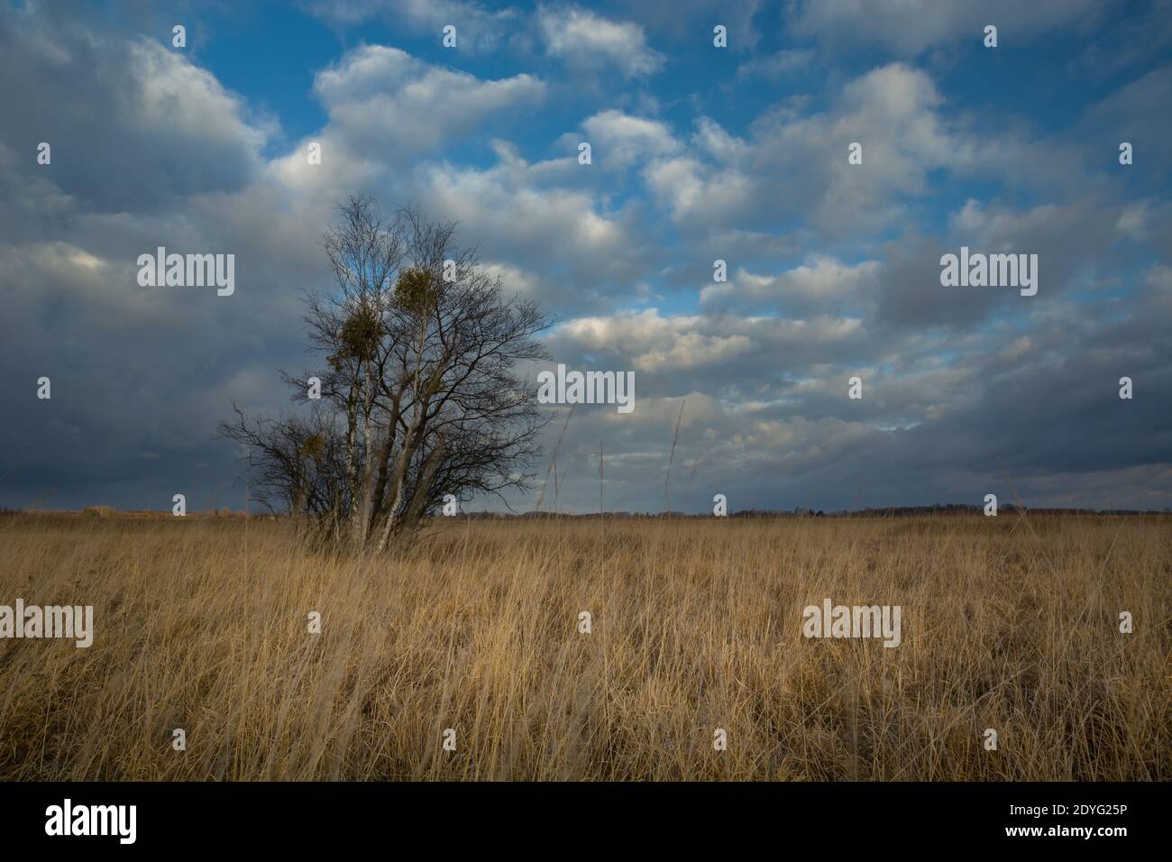 Trees growing on dry meadows with tall grasses, autumn landscape Stock ...