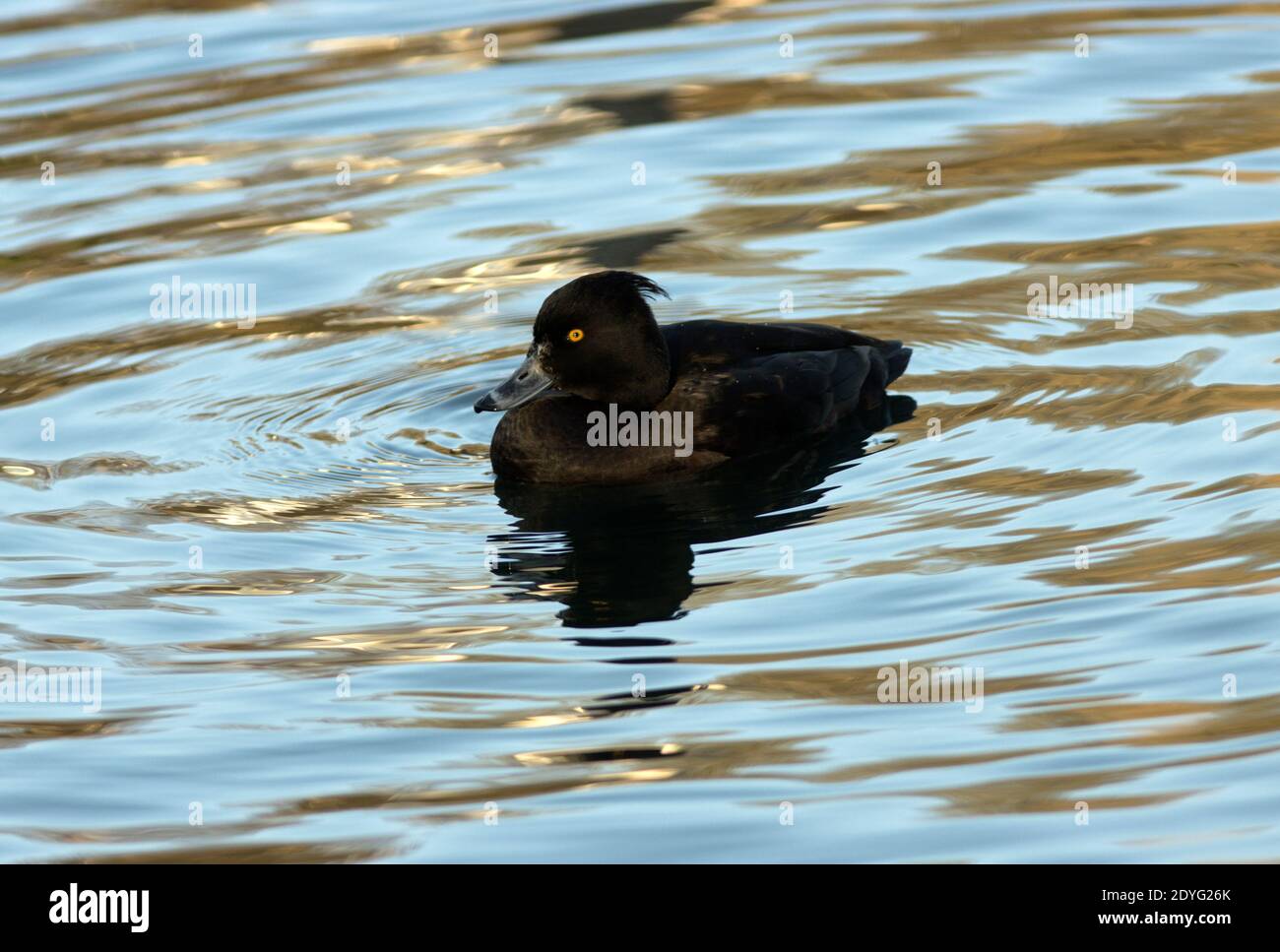 A drab coloured female Tufted Duck swims on an inland freshwater lake ...
