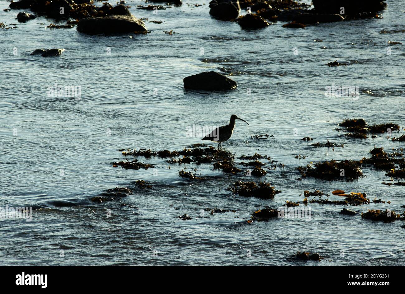 Largest of the British breeding wading birds, the Curlew nests on the ...