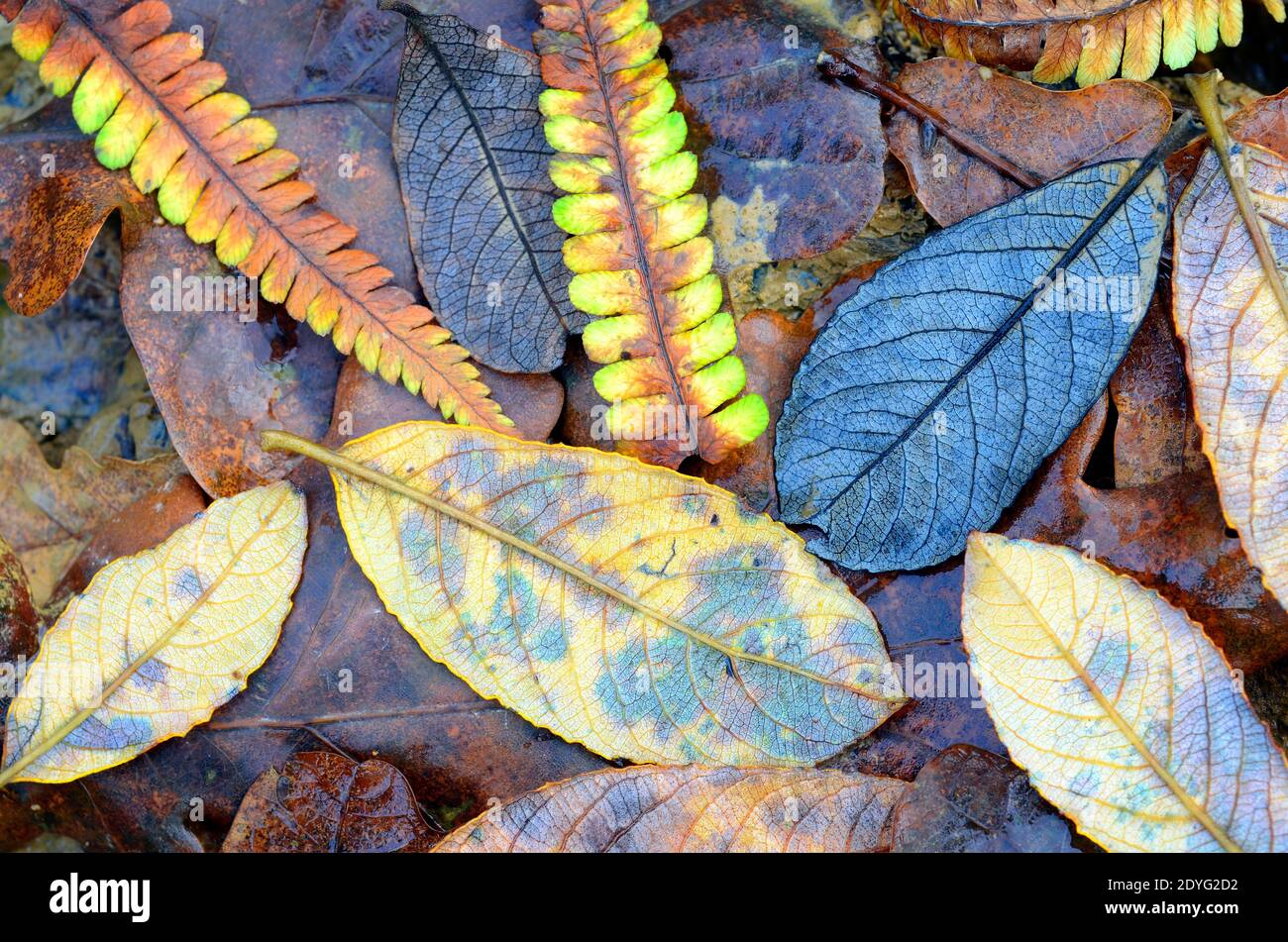 Different tree leaves fallen on the ground Stock Photo - Alamy