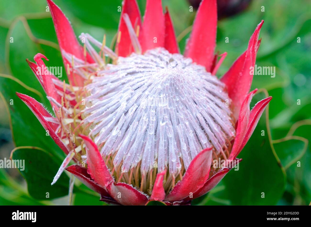 Protea cynaroides native to South Africa and cultivated as an ...