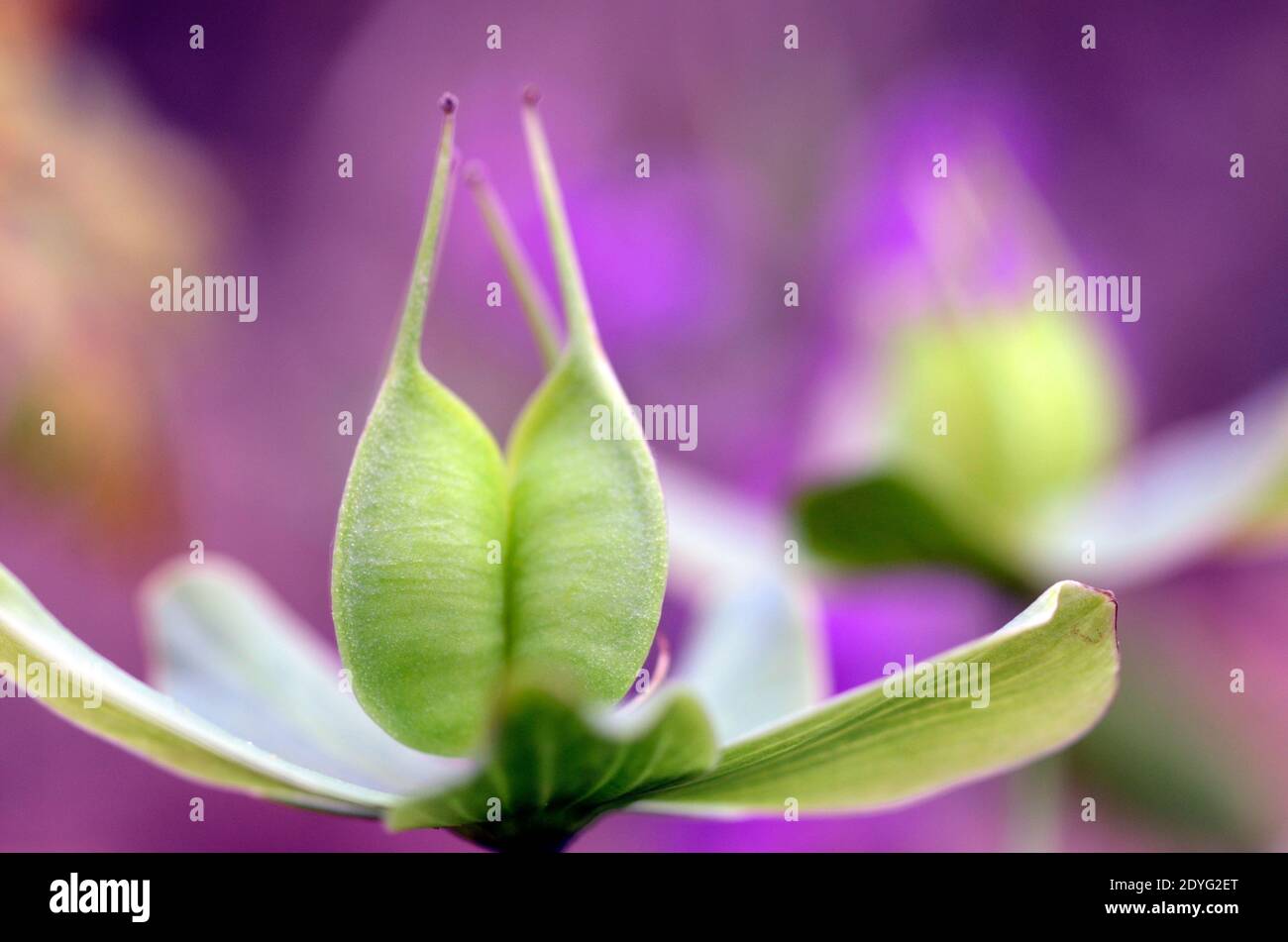 Fruits of the green hellebore (Helleborus viridis), toxic or poisonous ...