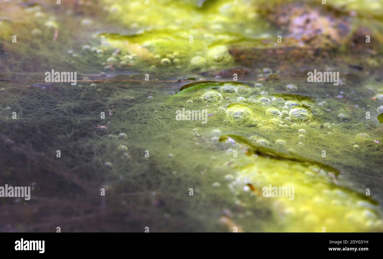 Green algae on the surface of the water. Nature background Stock Photo ...