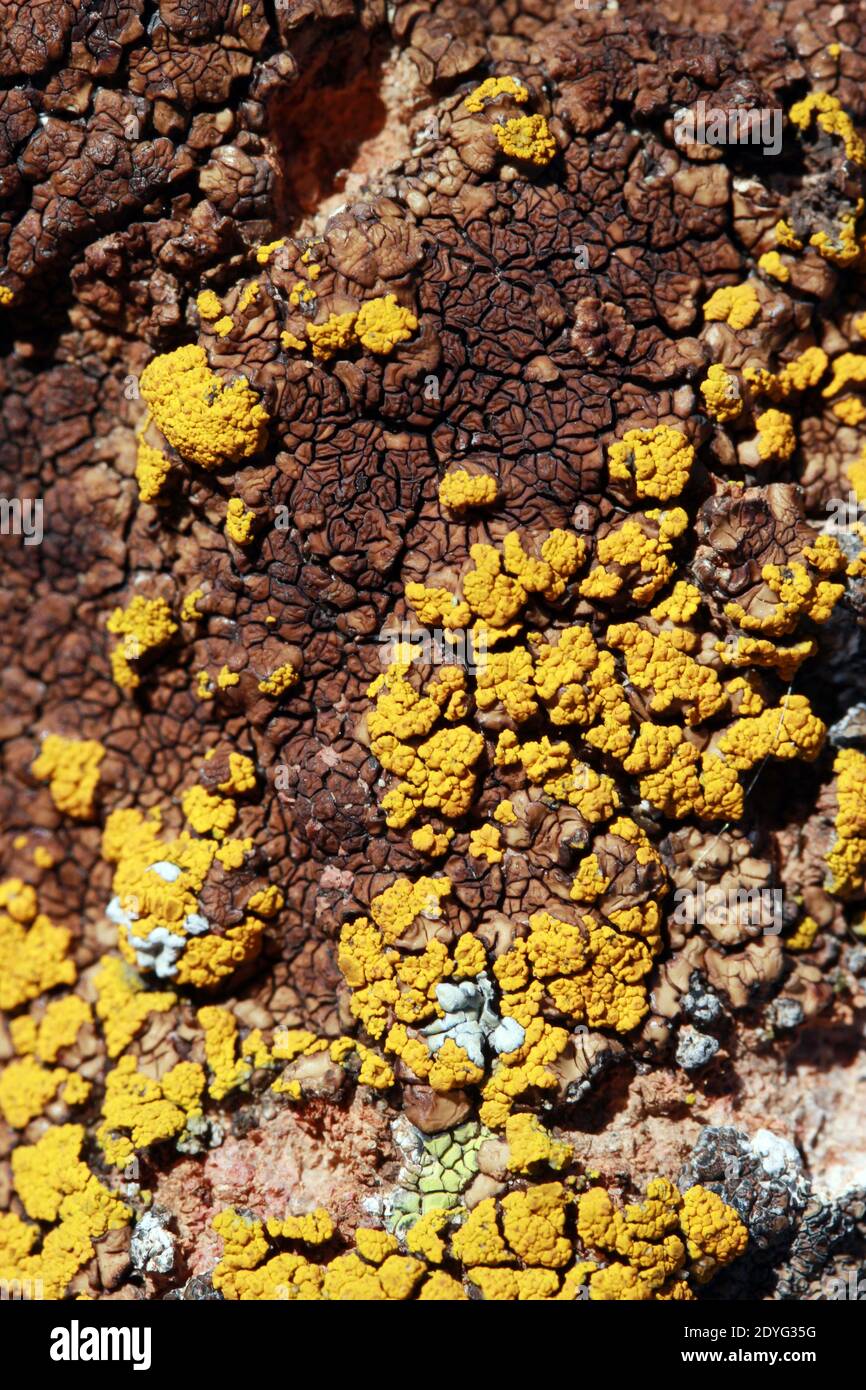 Yellow moss on stone surface Stock Photo - Alamy