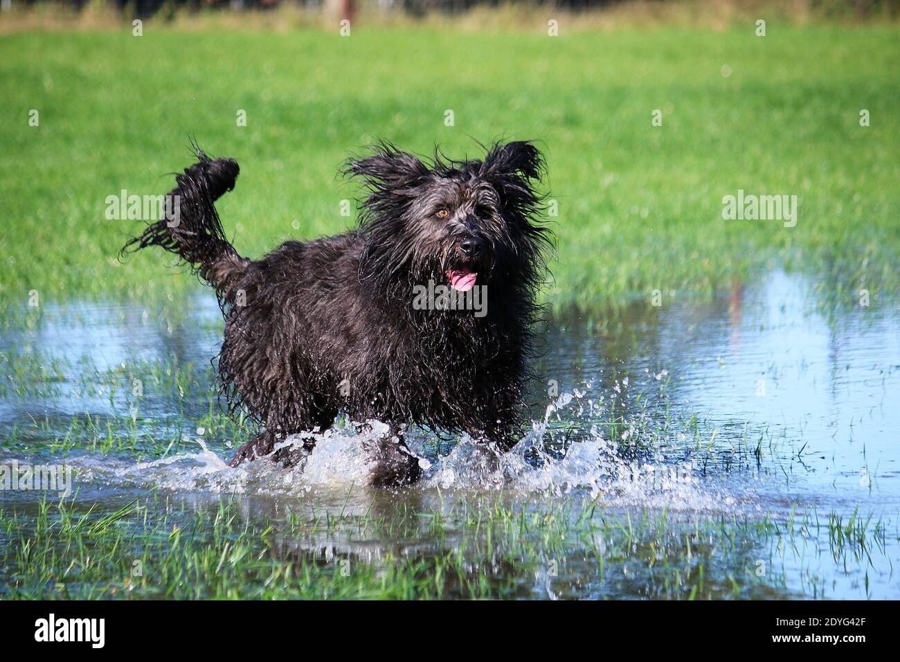 A closeup shot of a wet furry black dog running in the river near the ...