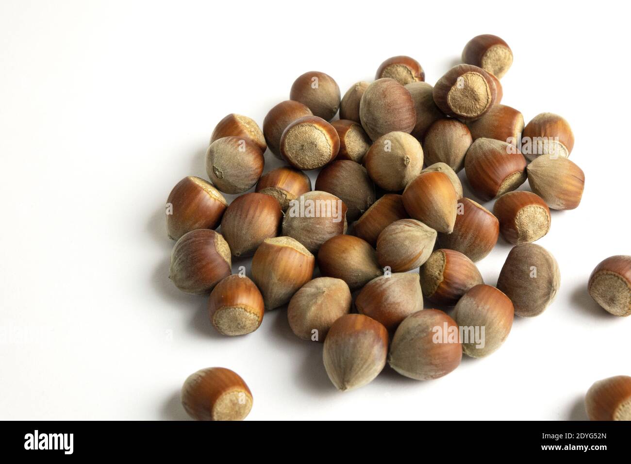 Hazelnut nut isolated on white background Stock Photo - Alamy