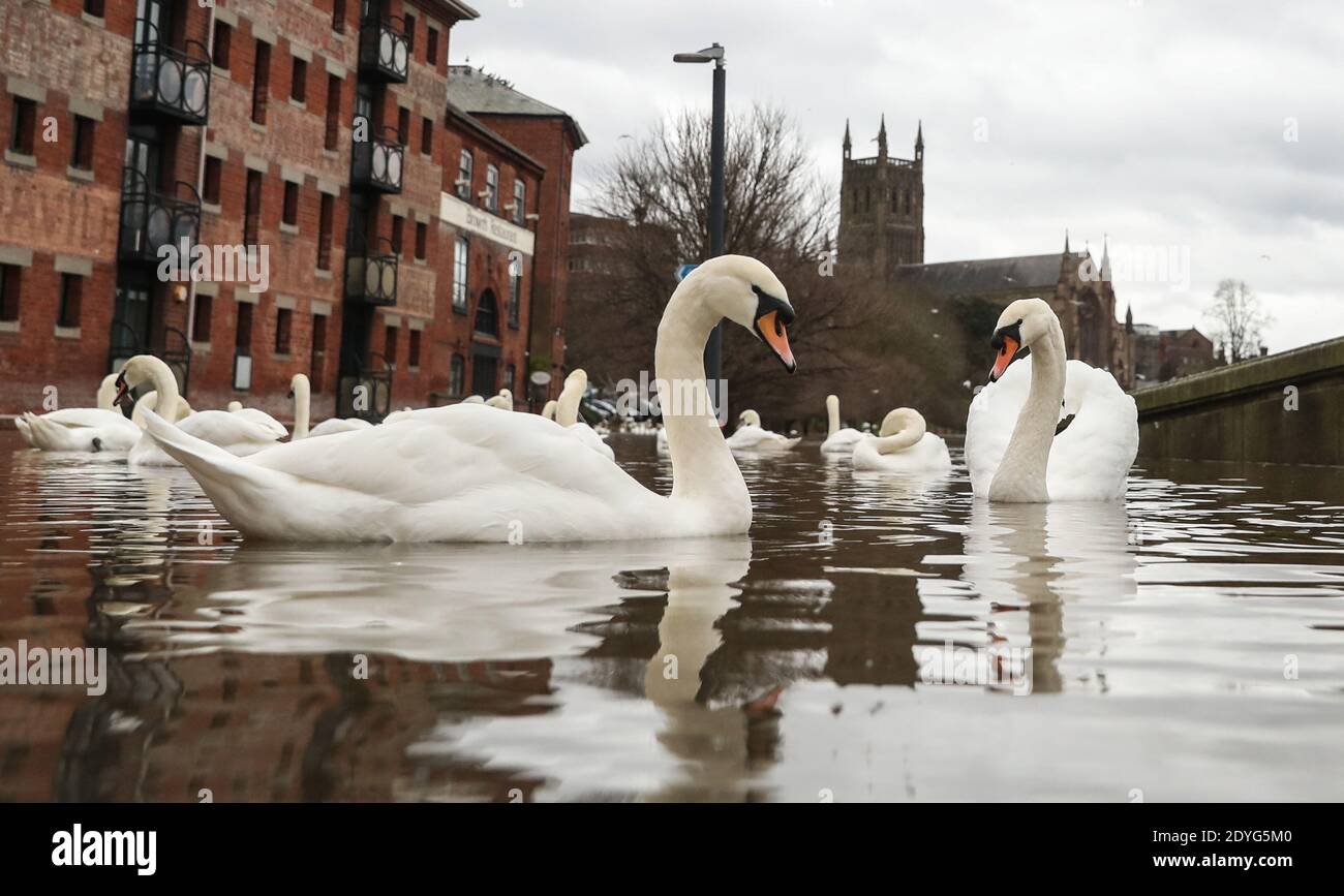 Swans swim in the flood water of the River Seven in Worcester Stock ...
