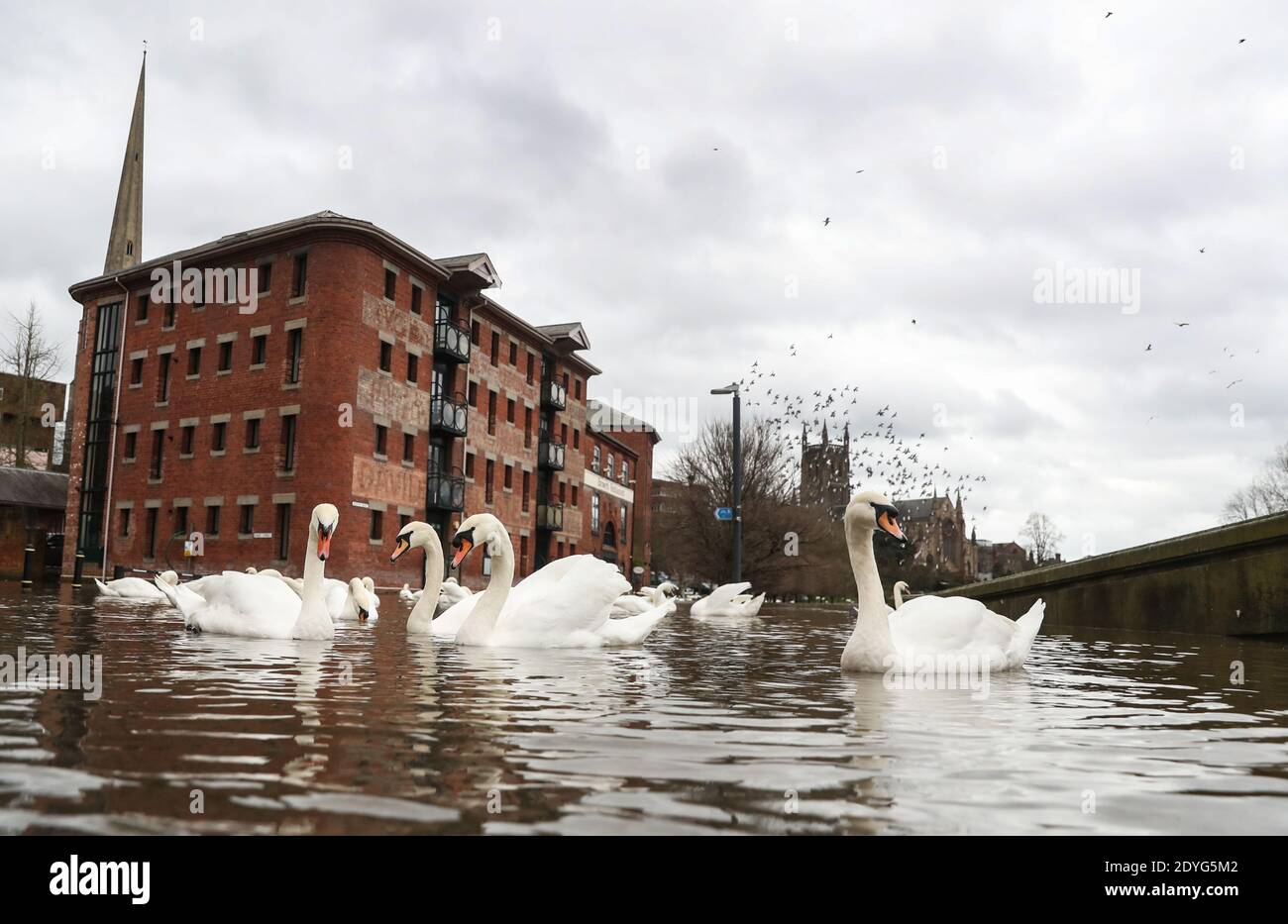 Swans swim in the flood water of the River Seven in Worcester Stock ...