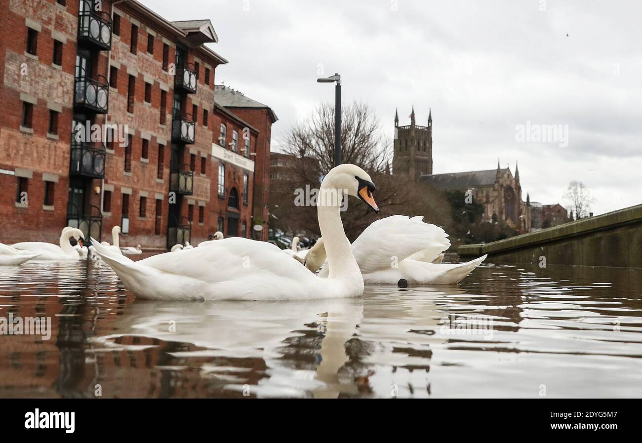 Bella worcester hi-res stock photography and images - Alamy