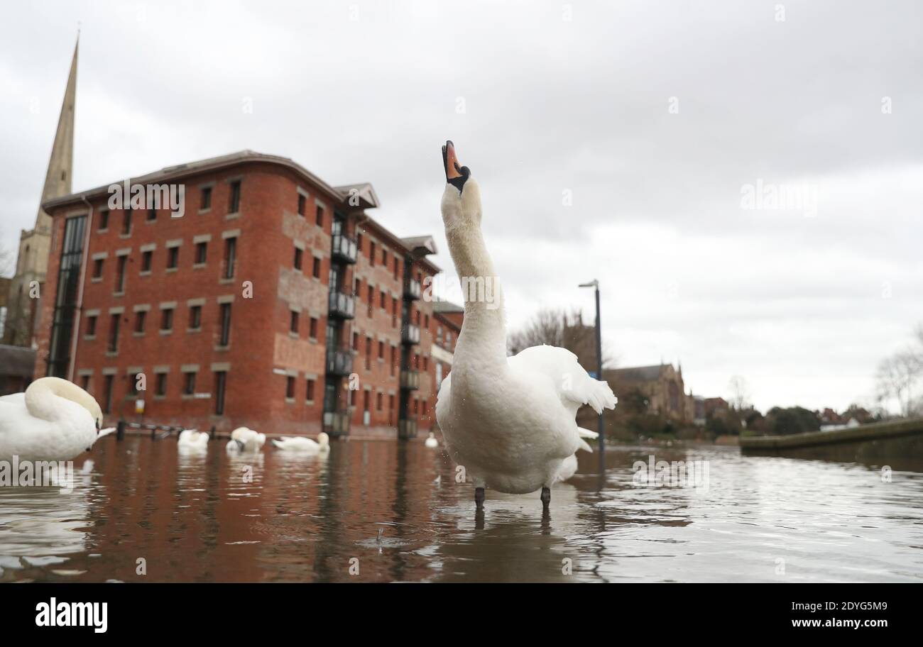 Bella worcester hi-res stock photography and images - Alamy