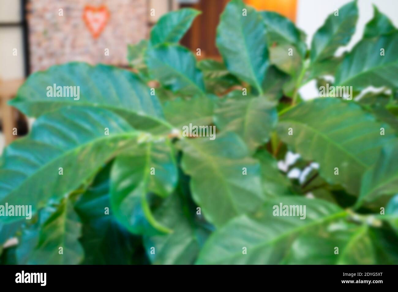 Green coffee leaves plant decorated in coffee shop, stock photo Stock ...