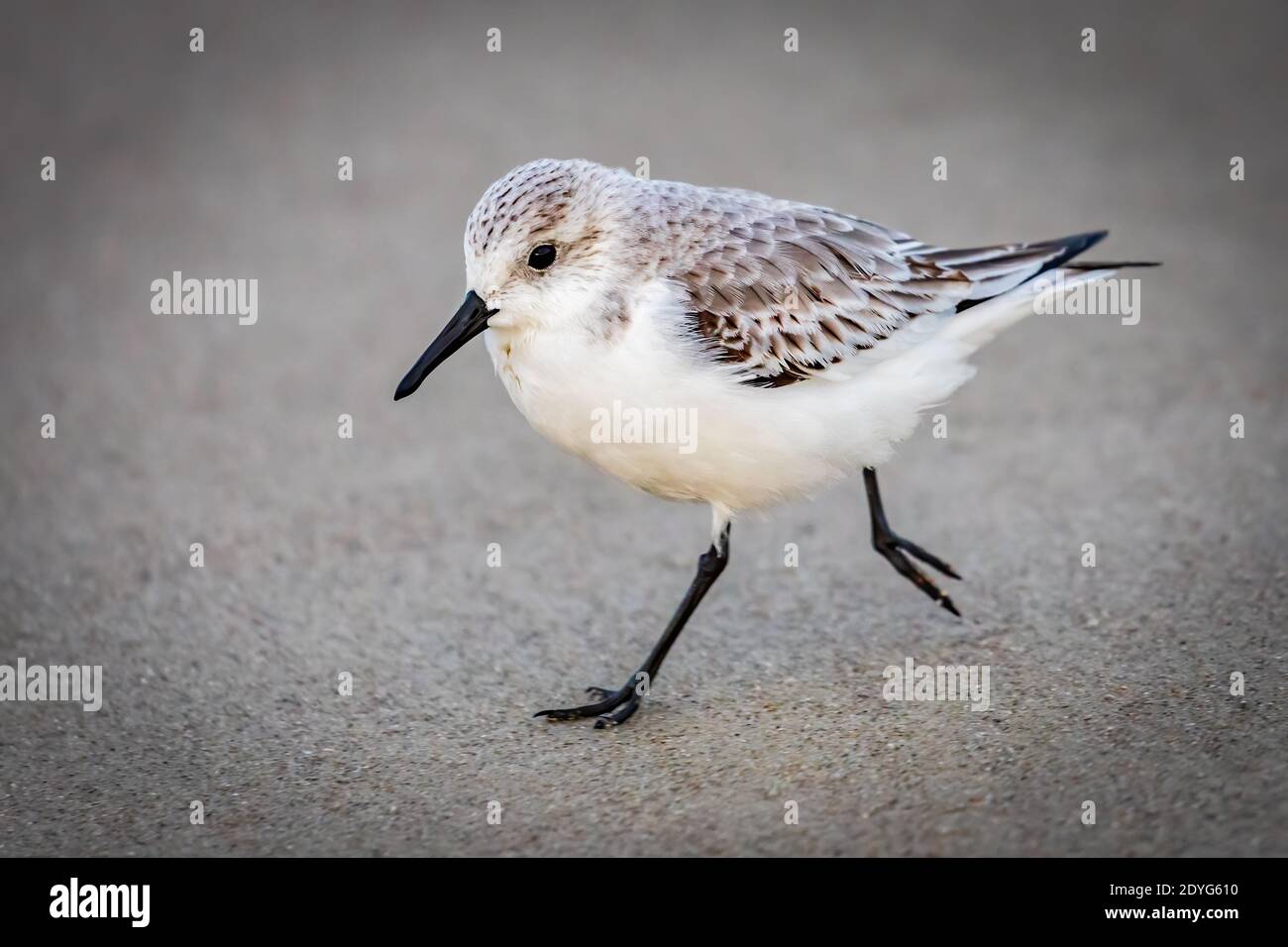 A sanderling running on a North Carolina beach Stock Photo - Alamy