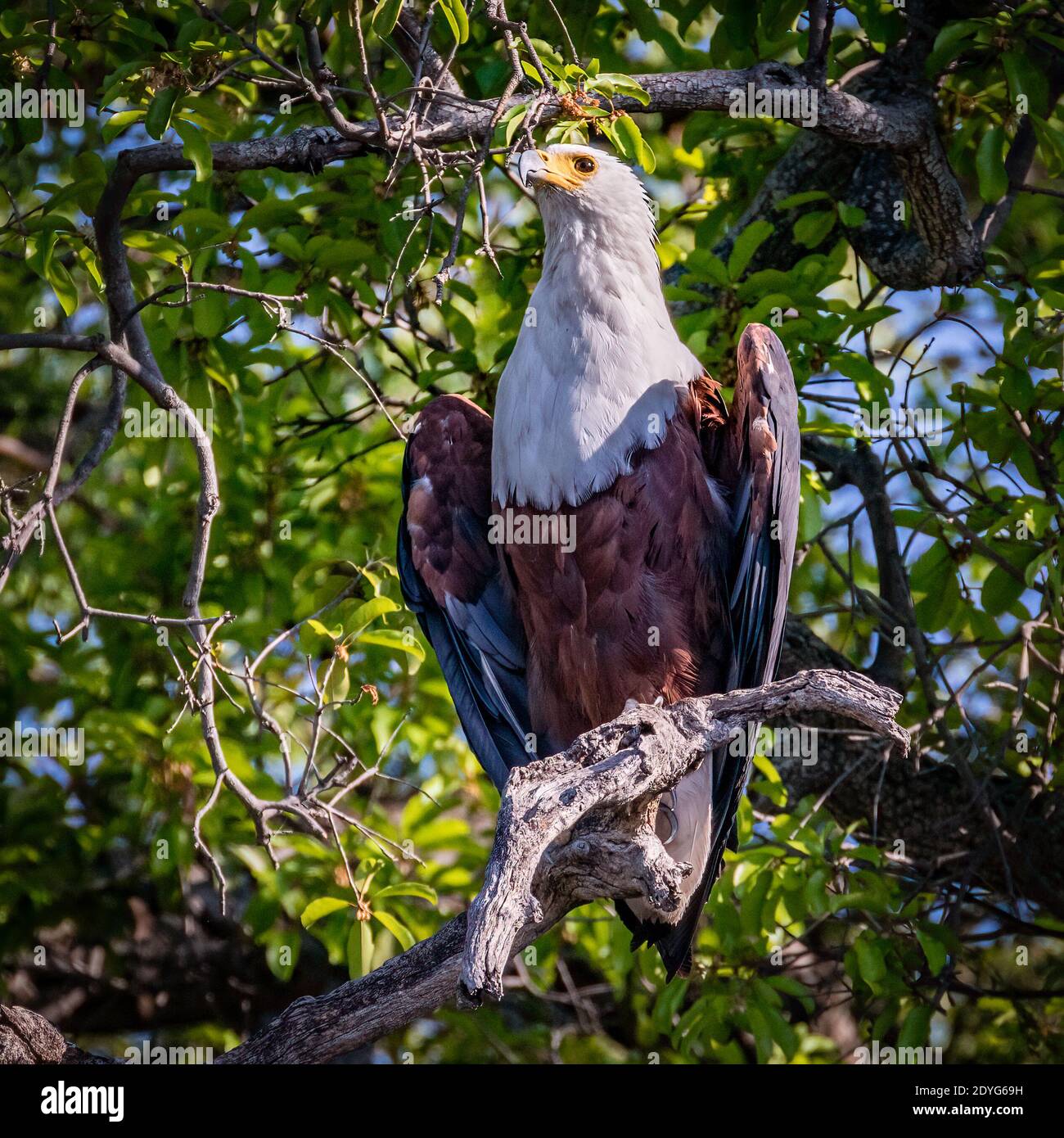 Fish eagle on a perch in Namibia Stock Photo - Alamy