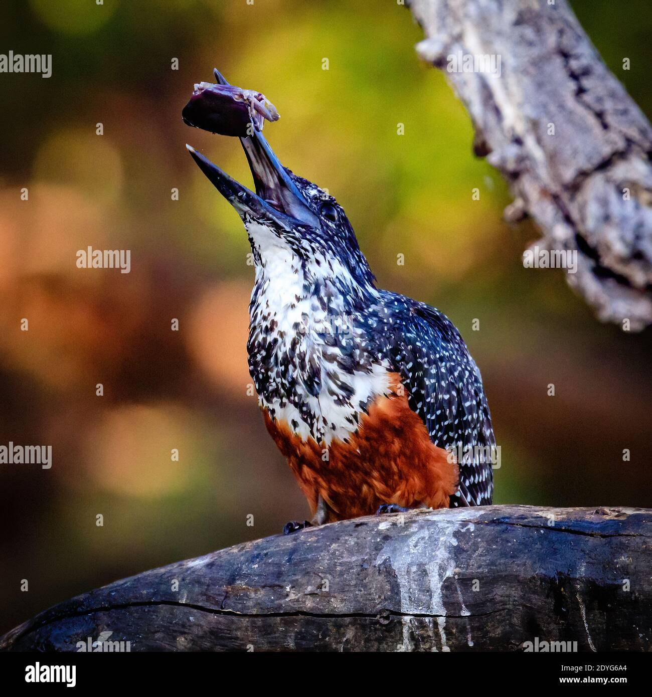 A giant kingfisher in Namibia about to swallow a crab Stock Photo - Alamy