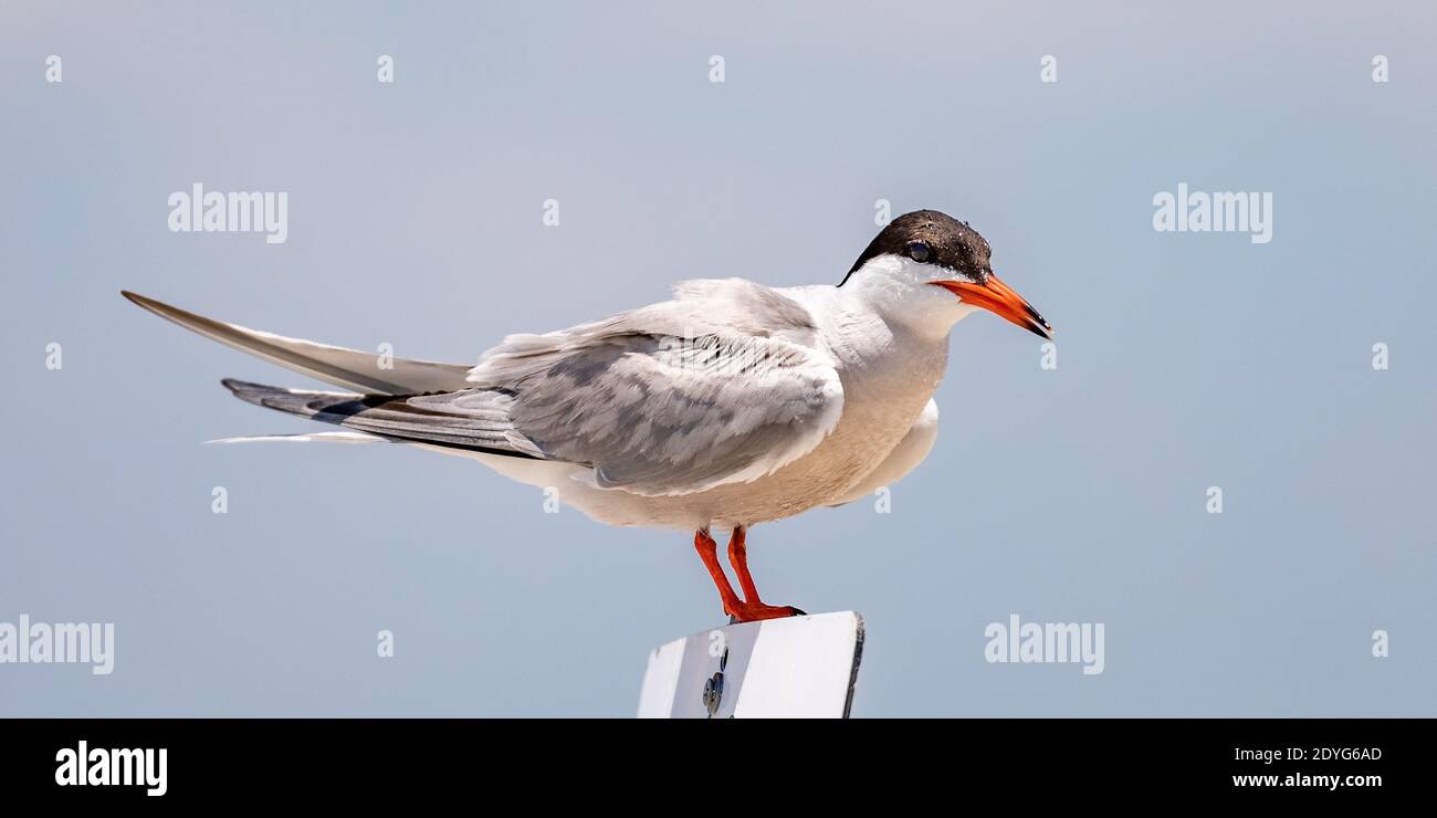 A Forster's tern standing on a sign in North Carolina Stock Photo - Alamy
