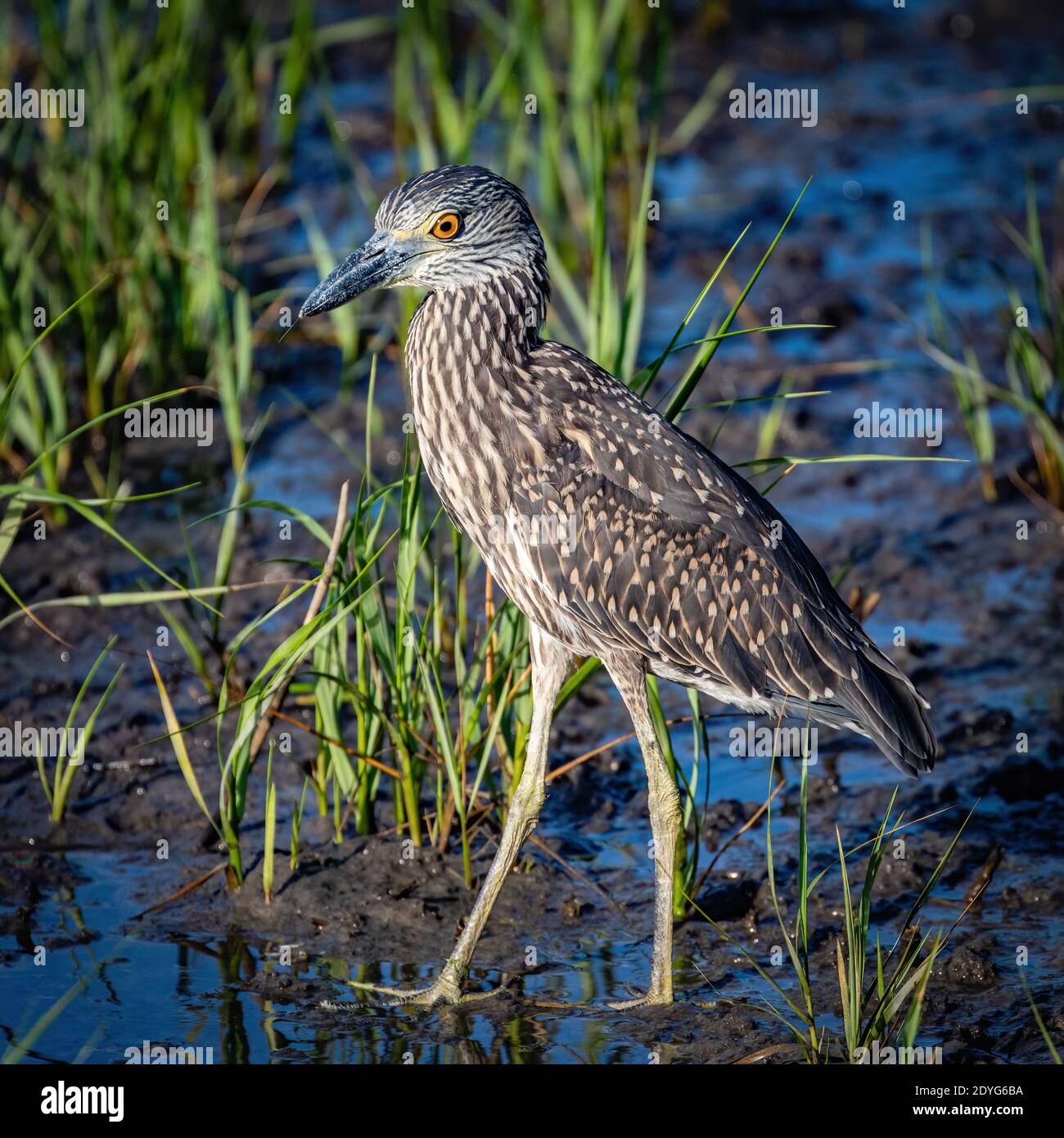 An immature yellow-crowned night heron in South Carolina Stock Photo ...