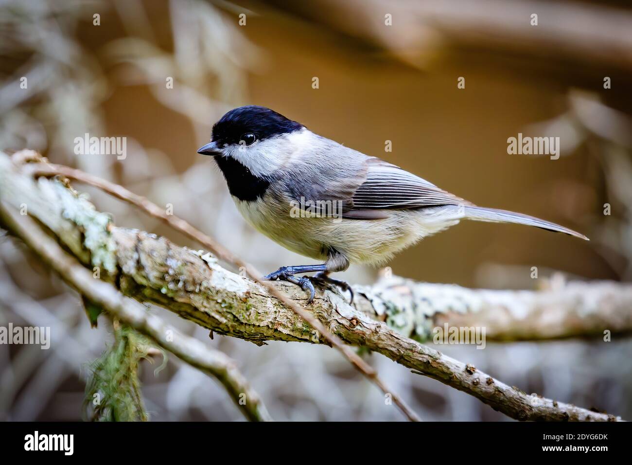 Close-up of a chickadee on a branch Stock Photo - Alamy