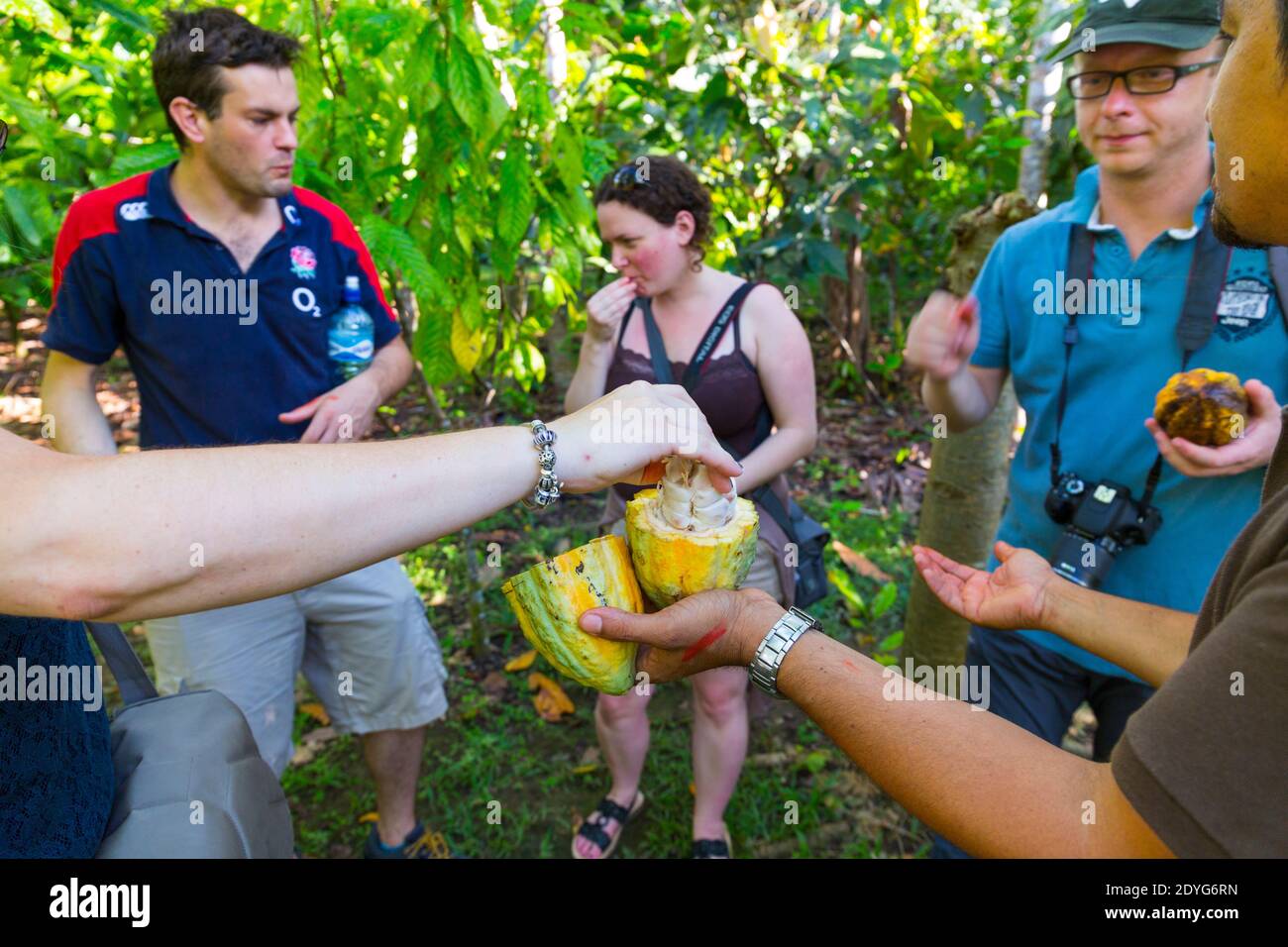 Theobroma cacao also cacao tree and cocoa tree, Finca Kobo, Chocolate ...
