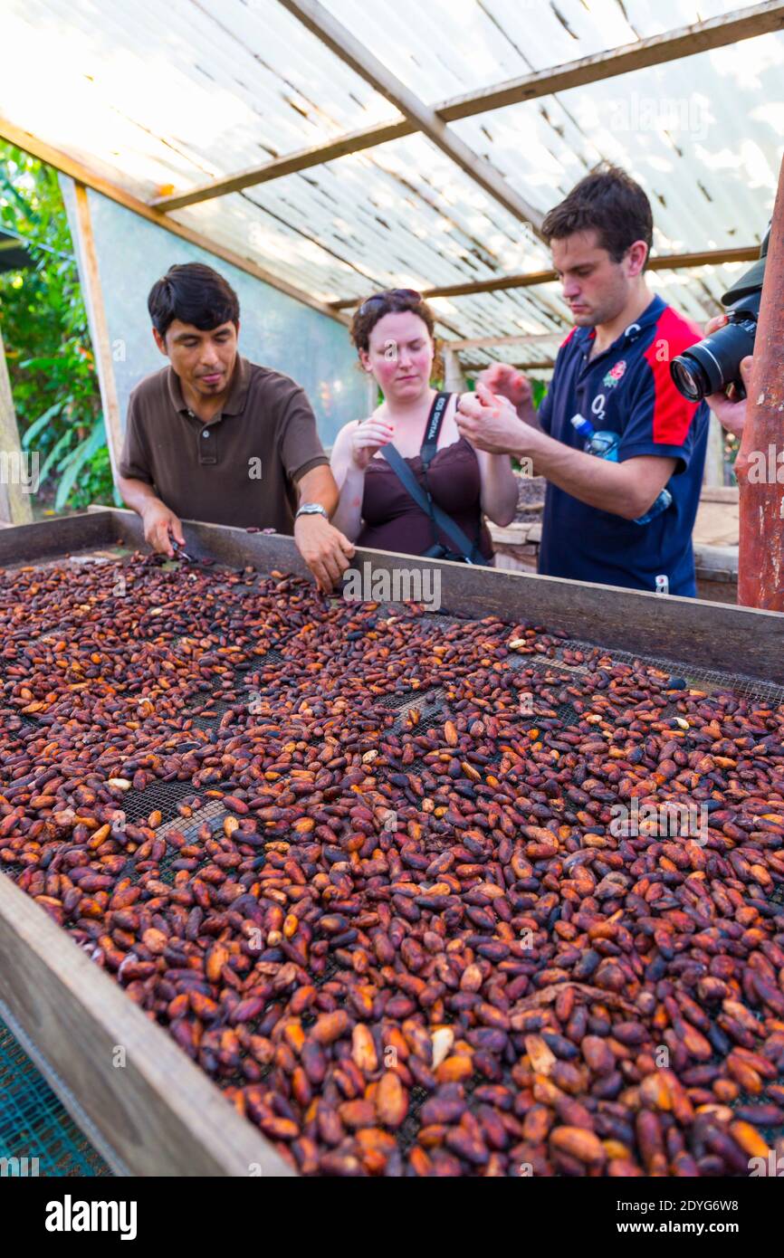 Theobroma cacao also cacao tree and cocoa tree, Finca Kobo, Chocolate ...