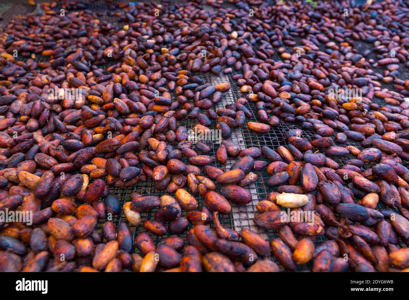 Theobroma cacao also cacao tree and cocoa tree, Finca Kobo, Chocolate ...
