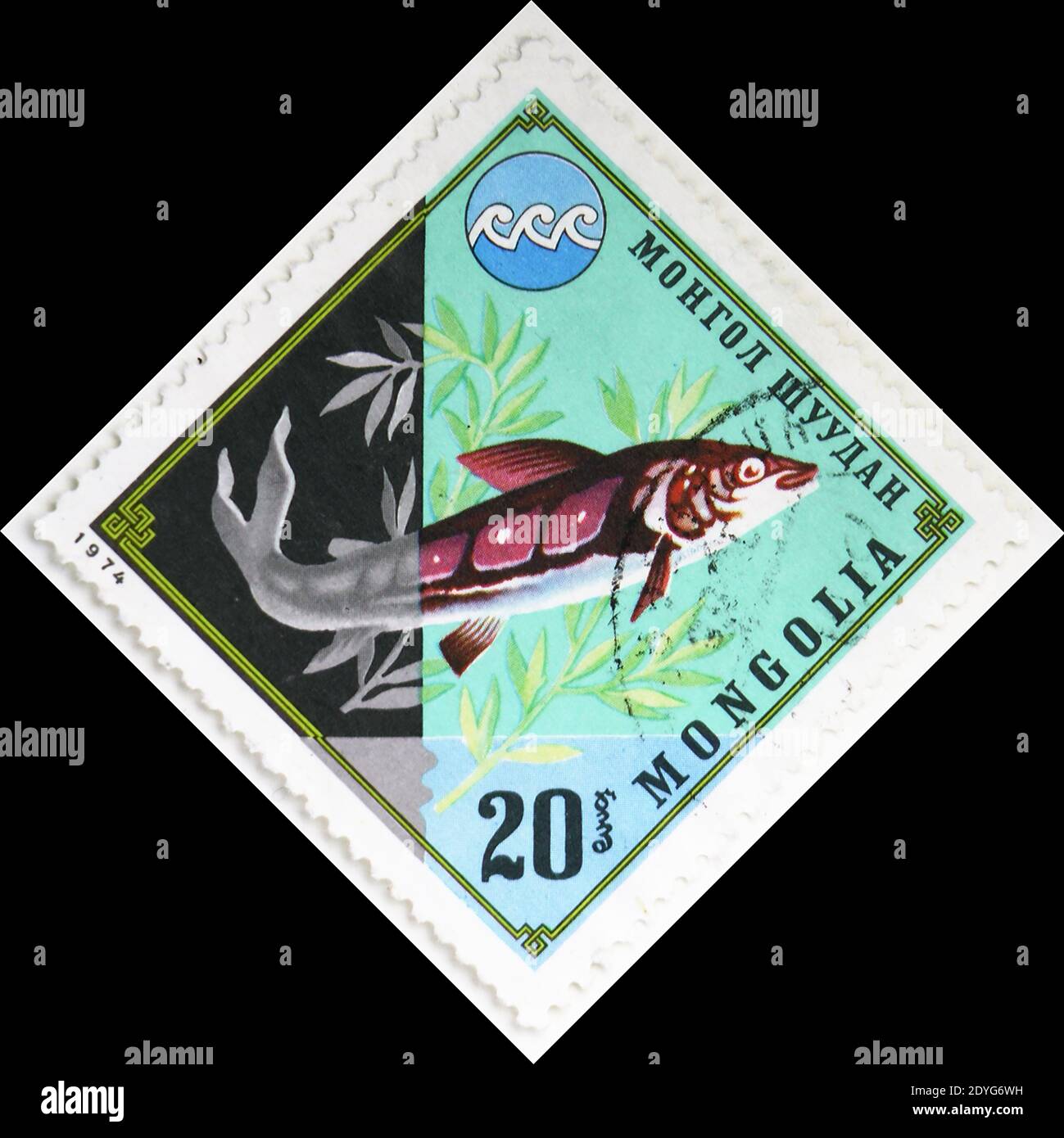 Sturgeon acipenser sp hi-res stock photography and images - Alamy