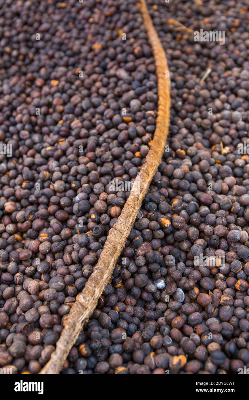 Theobroma cacao also cacao tree and cocoa tree, Finca Kobo, Chocolate ...