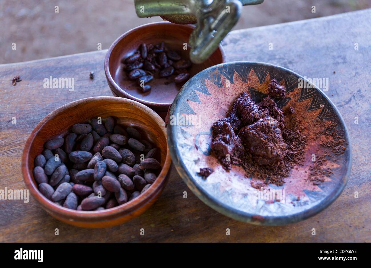 Theobroma cacao also cacao tree and cocoa tree, Finca Kobo, Chocolate ...