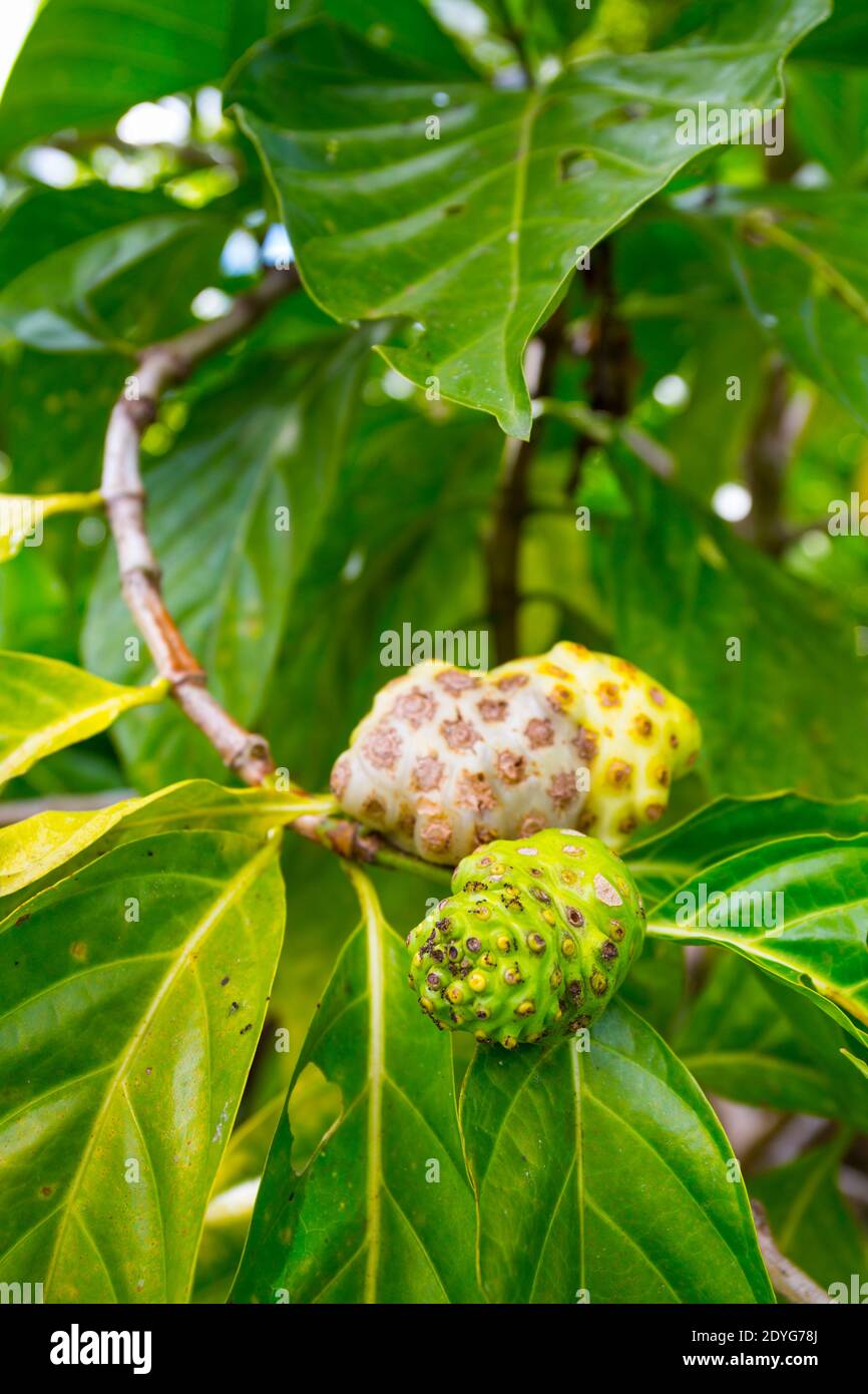 Noni, Finca Kobo, Chocolate tour, Puerto Jimenez, The Osa Peninsula ...