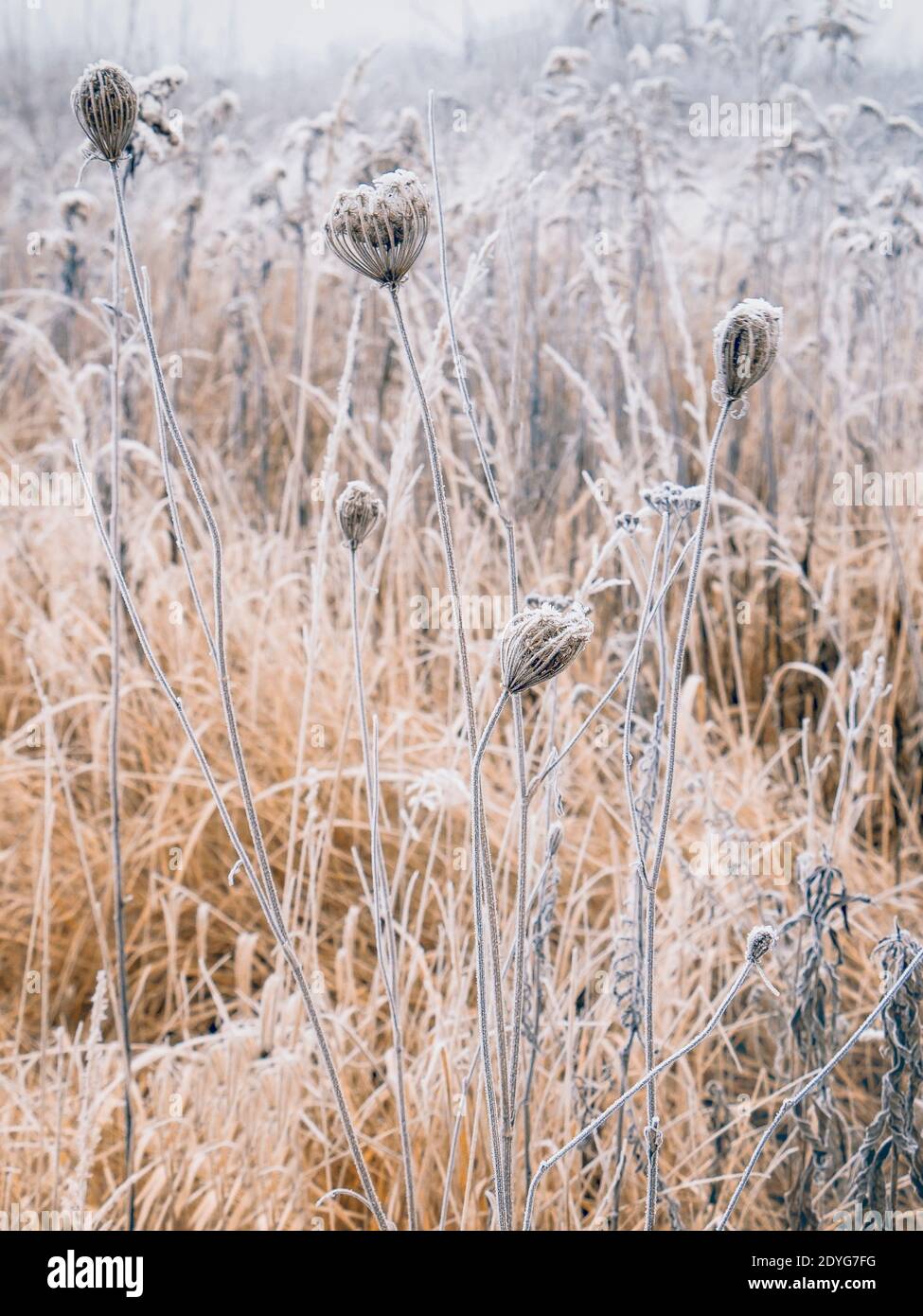 Grassland in winter in the frosty morning with plants covered with ice ...
