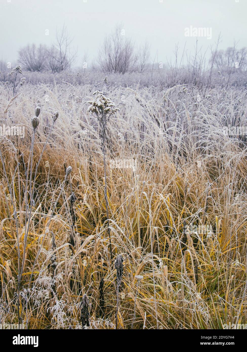 Grassland in the countryside hi-res stock photography and images - Alamy