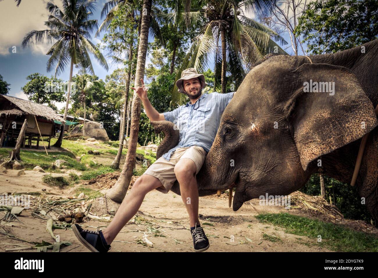Domesticated elephant lifting a tourist with his trunk Stock Photo - Alamy