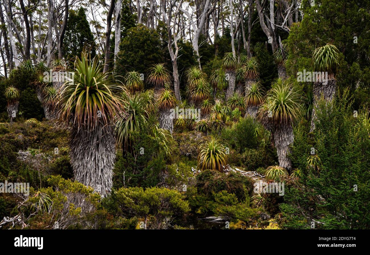 Pandani, The Acropolis, Tasmania Stock Photo - Alamy