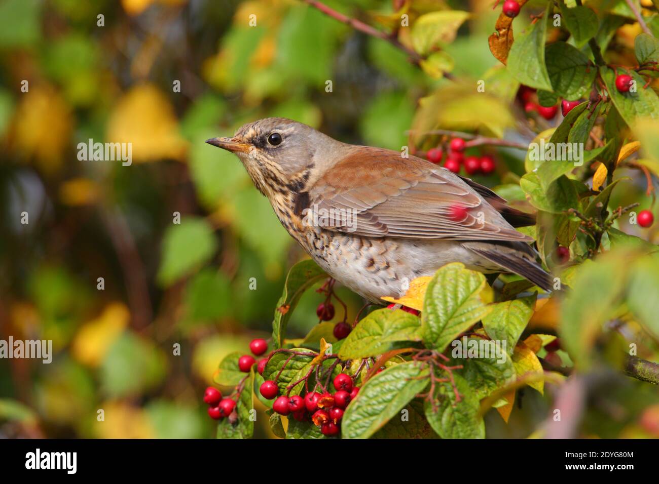 Fieldfare flock hi-res stock photography and images - Alamy