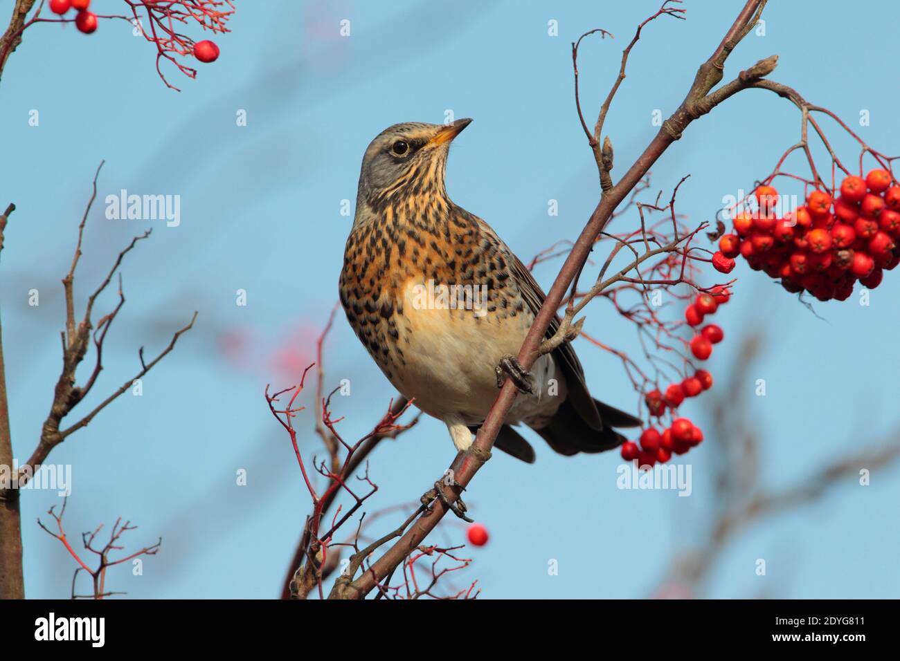 Berry in bill of bird hi-res stock photography and images - Alamy
