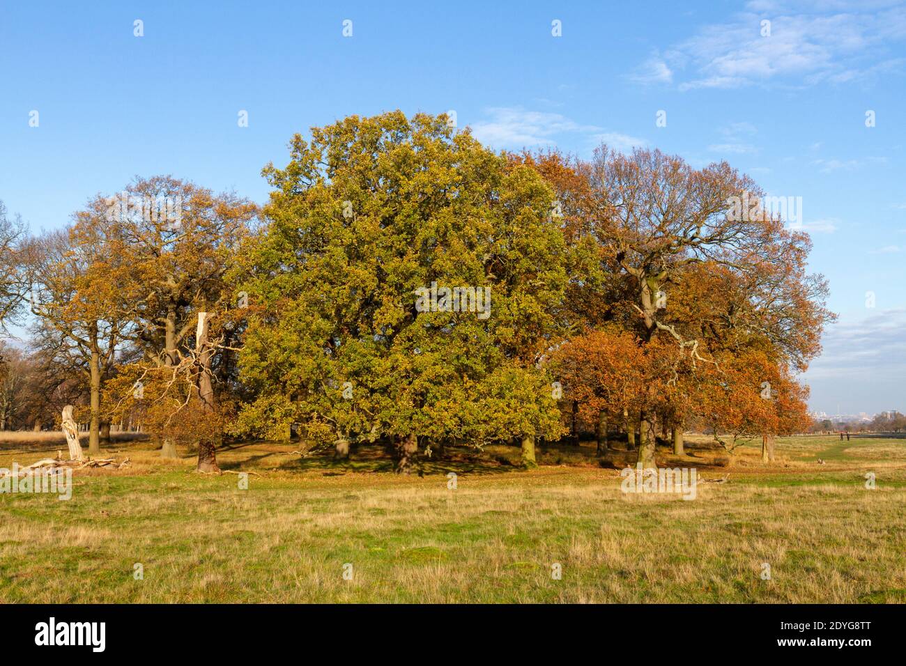 Winter view of oak trees in Richmond Park, London, UK Stock Photo - Alamy