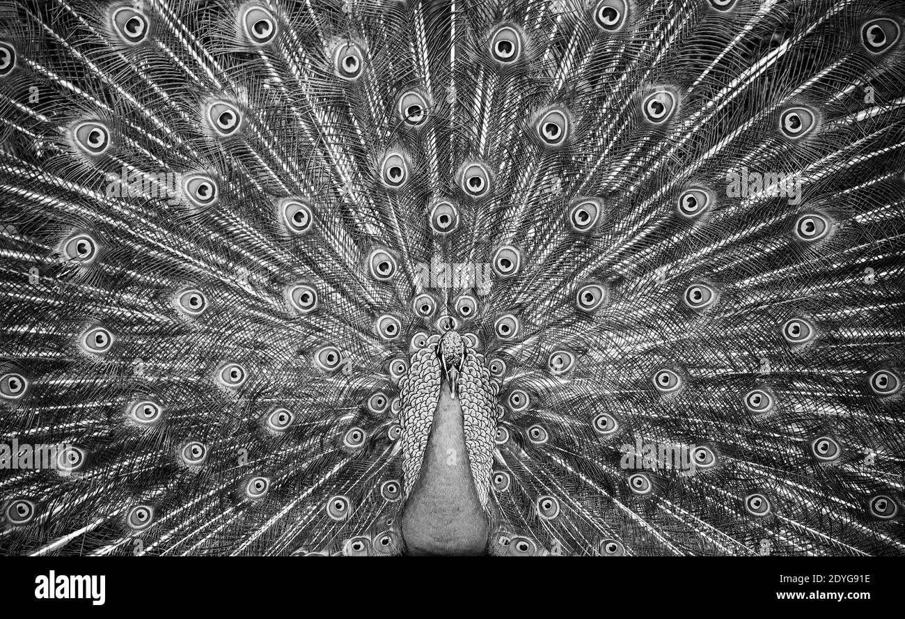 Animal mating season Black and White Stock Photos & Images - Alamy