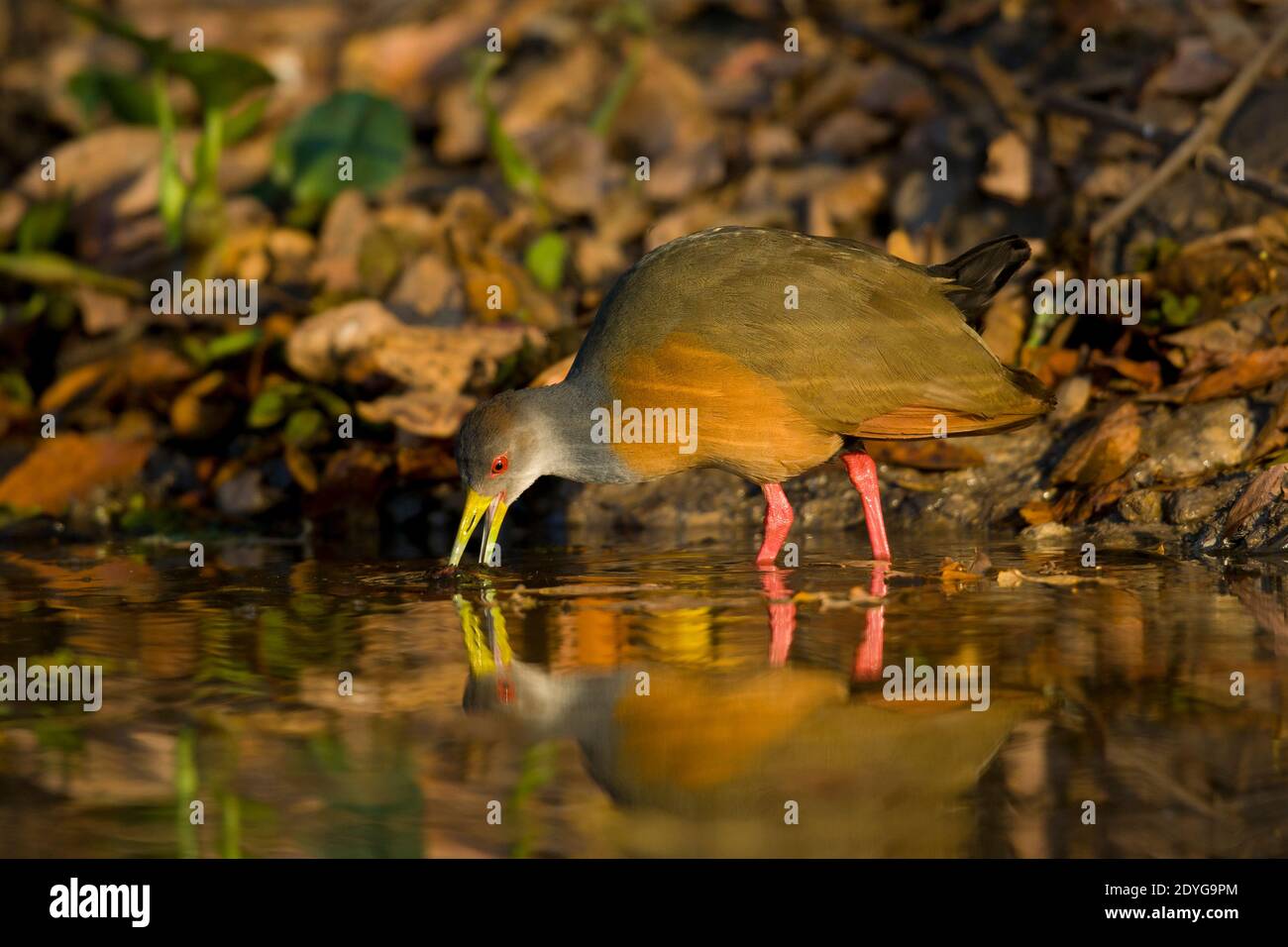 Gray-necked Wood Rail (Aramides cajanea Stock Photo - Alamy
