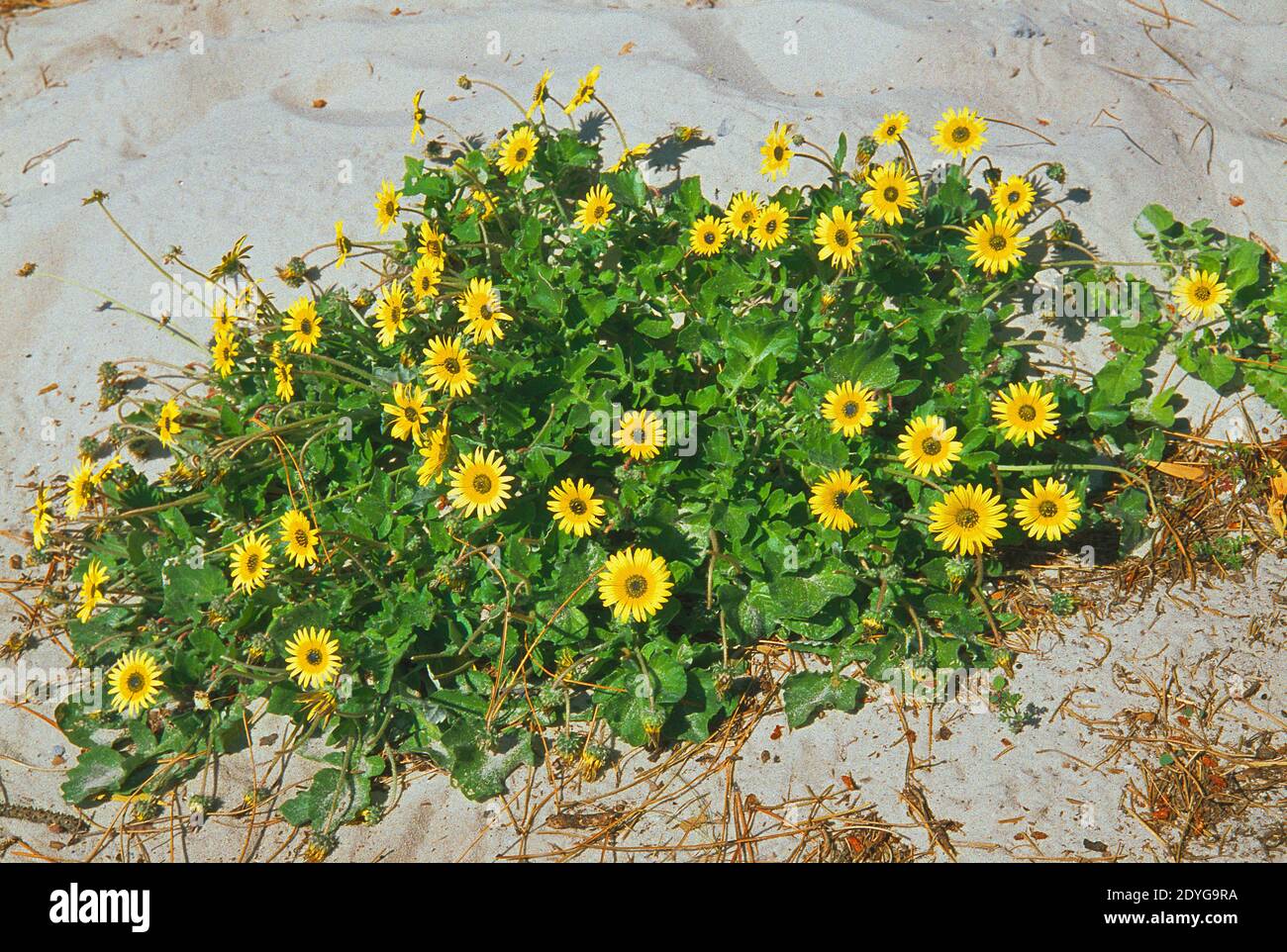 Planta terrestre hi-res stock photography and images - Alamy