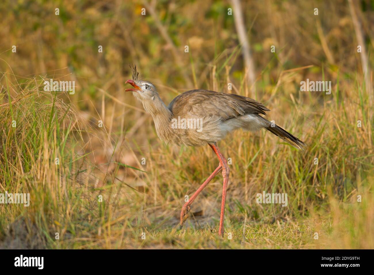 Red-Legged Seriema (Cariama cristata Stock Photo - Alamy